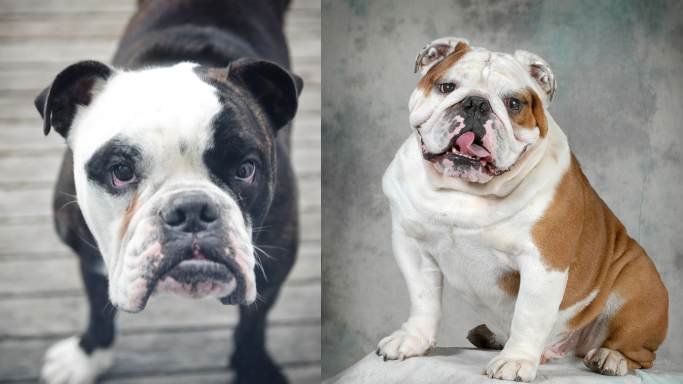 Australian Bulldog Vs English Bulldog - 8 Best Differences