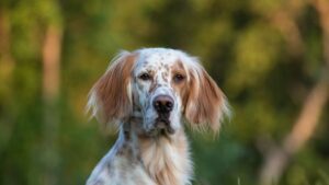 English Setter Colors - 7 Unique Brilliant Color Varieties